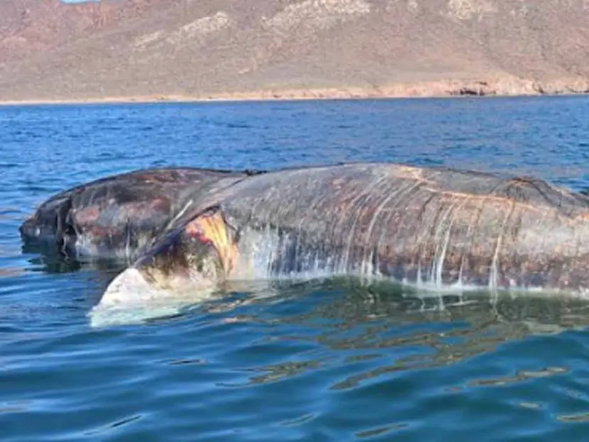 Marina lidera operación de puesta a flote de ballena muerta en costas ...
