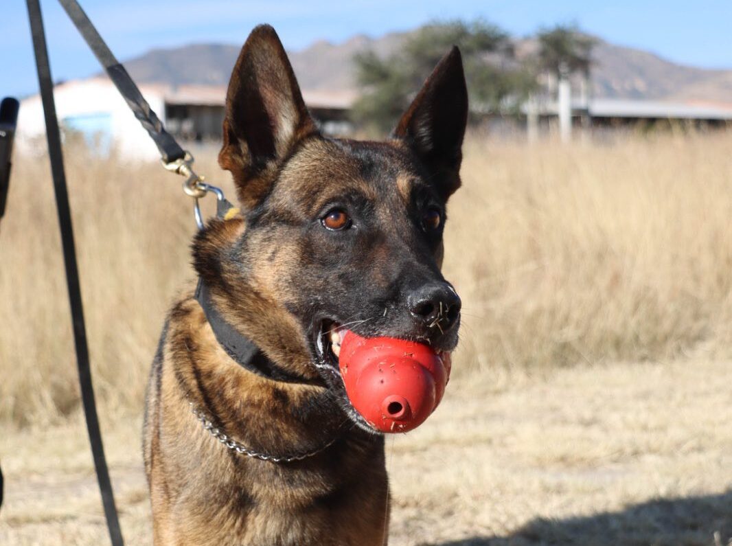 Reconocen labor del Grupo K9 en detección, rescate y proximidad social ...